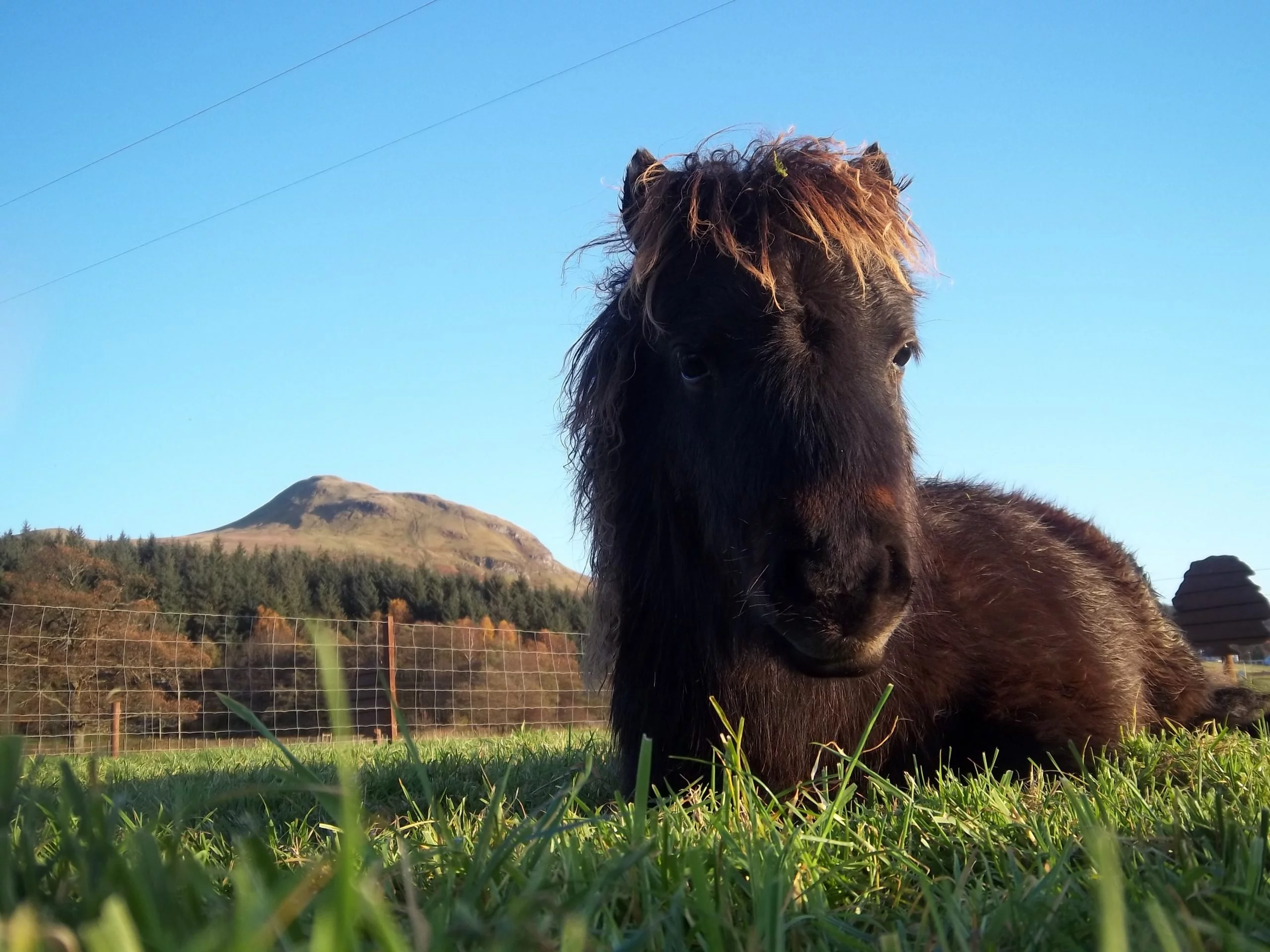 Our Mini Shetland Ponies – The Beech Tree