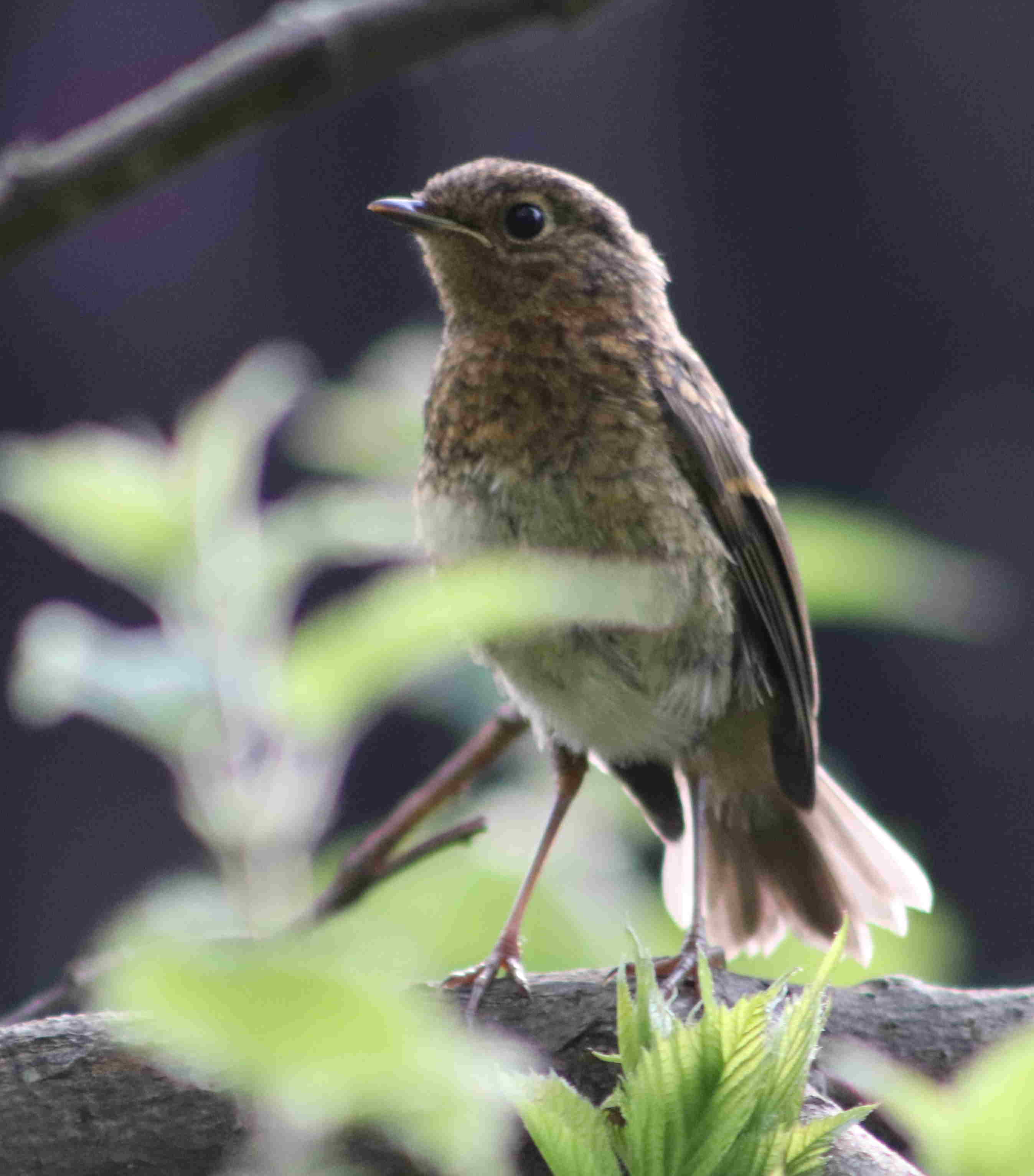 Our Wild Animals & birds – The Beech Tree