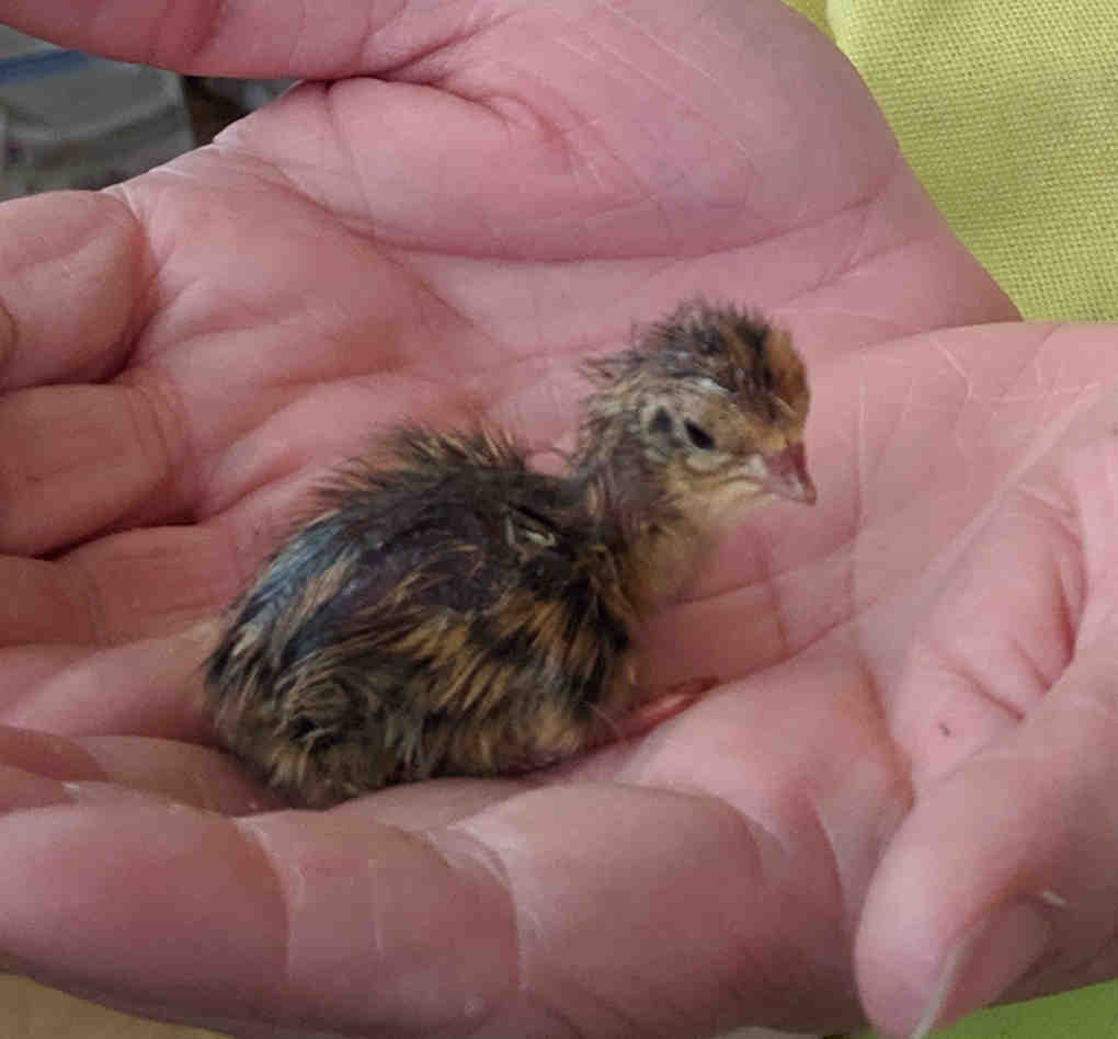 Our Quail Farm – The Beech Tree