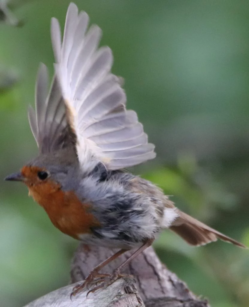 Our Wildlife Garden – The Beech Tree